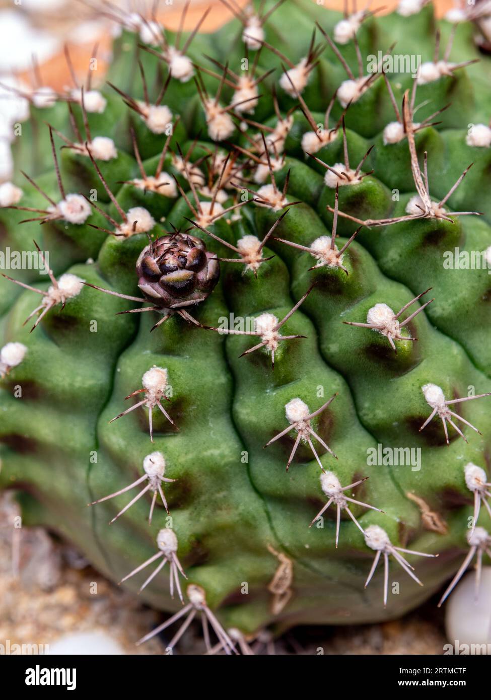 Fluffy tufts hi-res stock photography and images - Alamy
