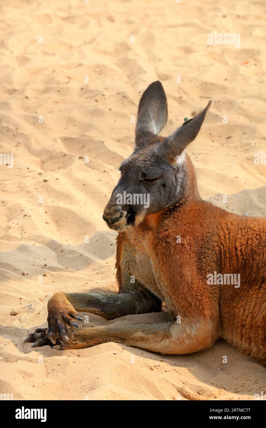 Red kangaroo sleeping hi-res stock photography and images - Alamy