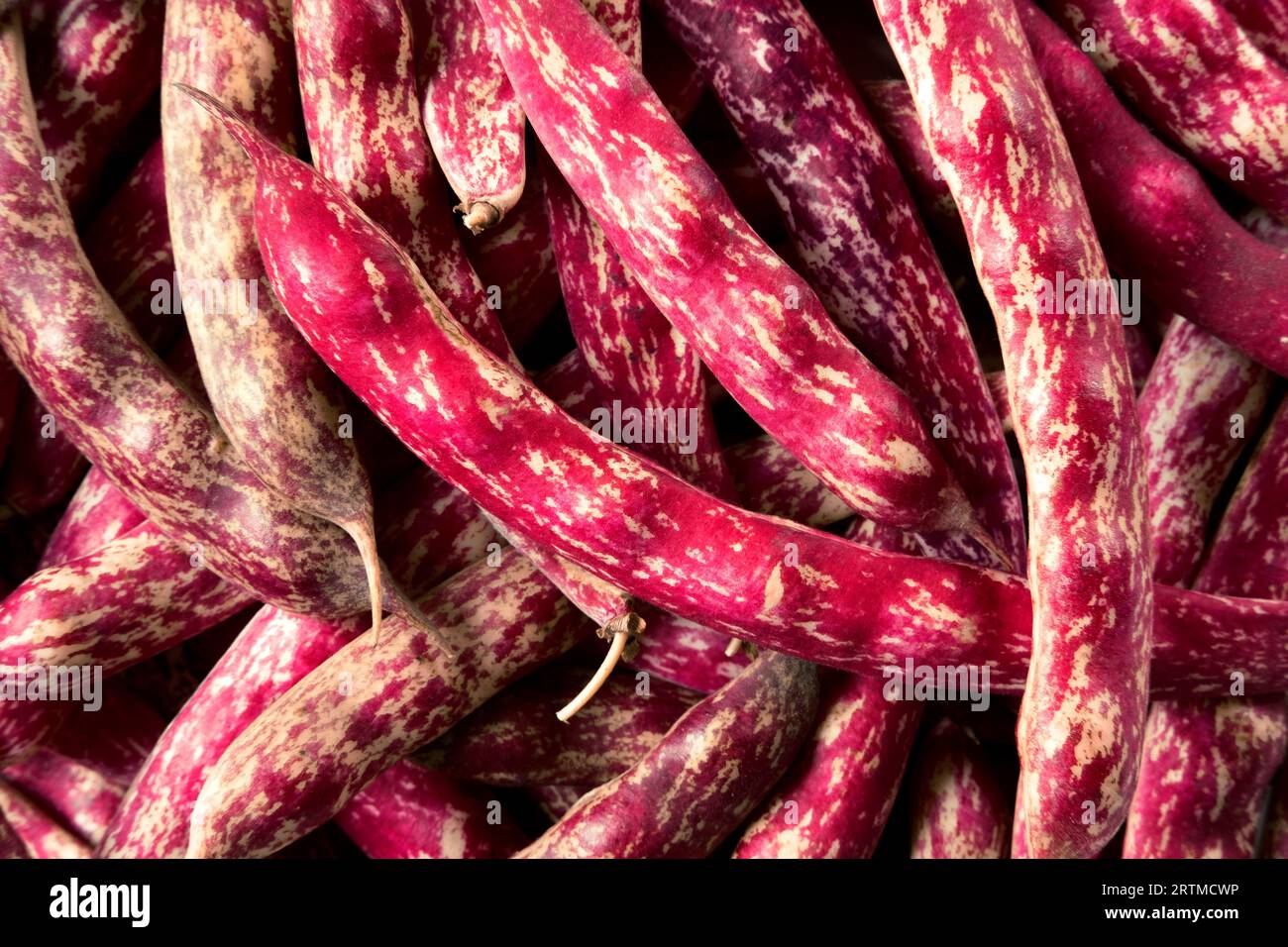 Cranberry beans. Fresh Organic Borlotti bean pods. Stylish modern food ...