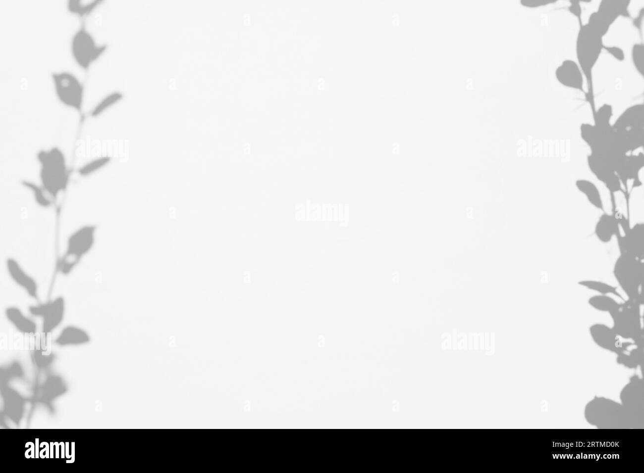 Abstract gray silhouette of tree branch. White wall background ...