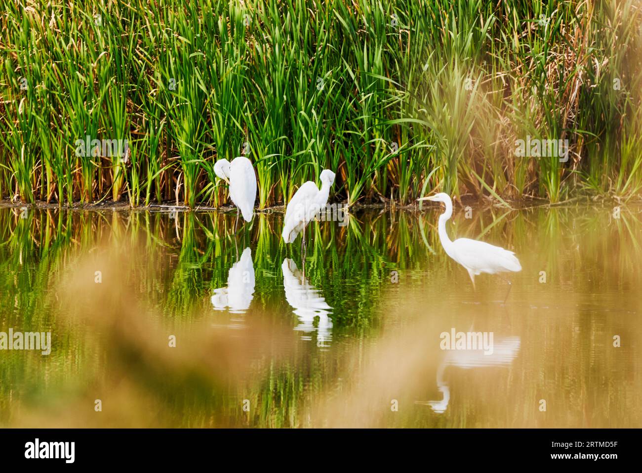 a group of white egrets sits on a lake near reeds Stock Photo - Alamy