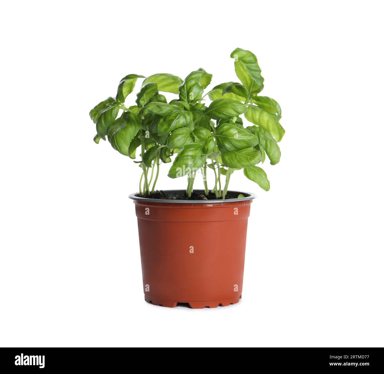 Aromatic green potted basil isolated on white Stock Photo - Alamy