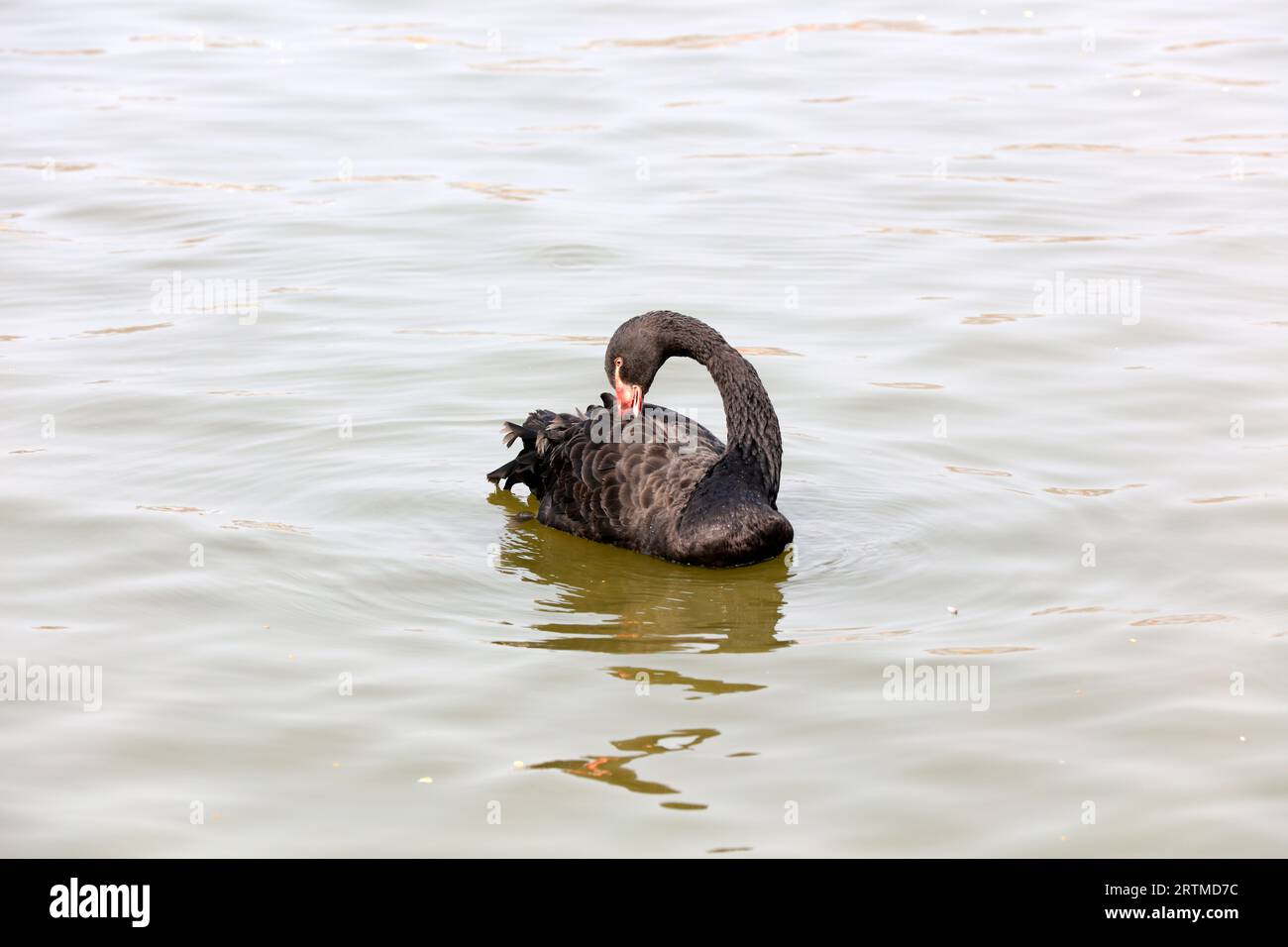 Black Swan swims on the water in a park, China Stock Photo - Alamy