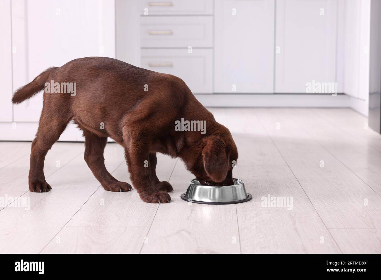 Cute chocolate Labrador Retriever puppy feeding from metal bowl on ...