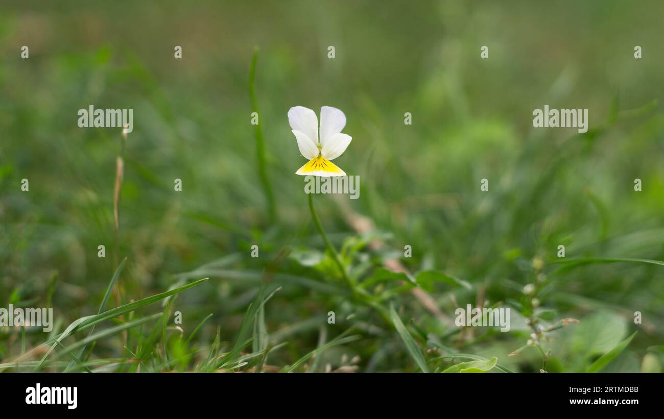 Flower of a wild field pansy (Viola arvensis Stock Photo - Alamy
