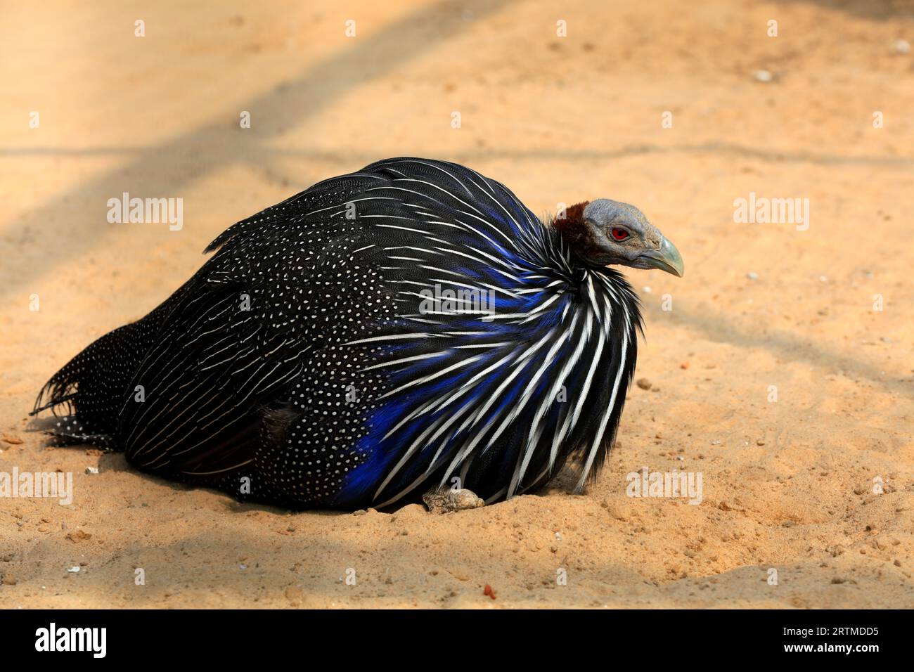 Vulture guinea fowl rest in a park cage, China Stock Photo - Alamy