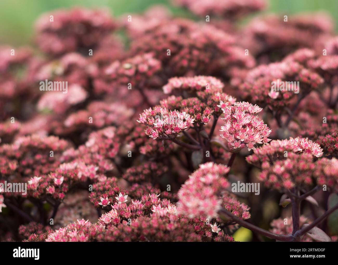 Maroon bloom of Sedum on a summer day. Close-up, selective focus, part ...