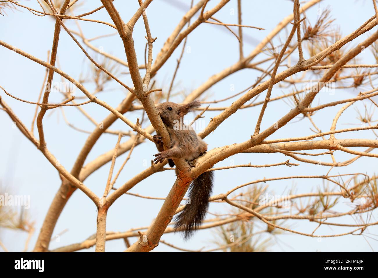Squirrels of china hi-res stock photography and images - Alamy