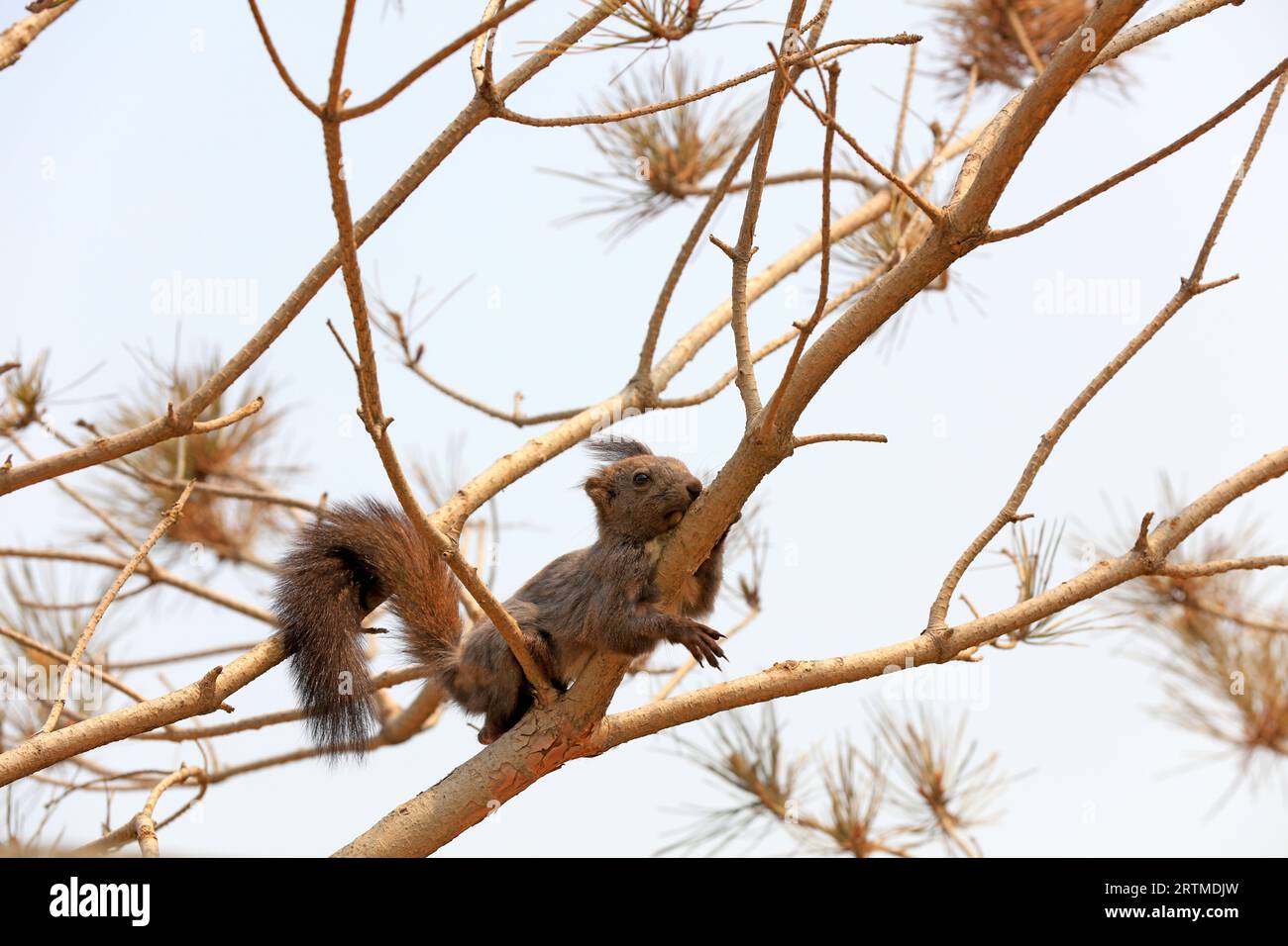 Squirrels of china hi-res stock photography and images - Alamy
