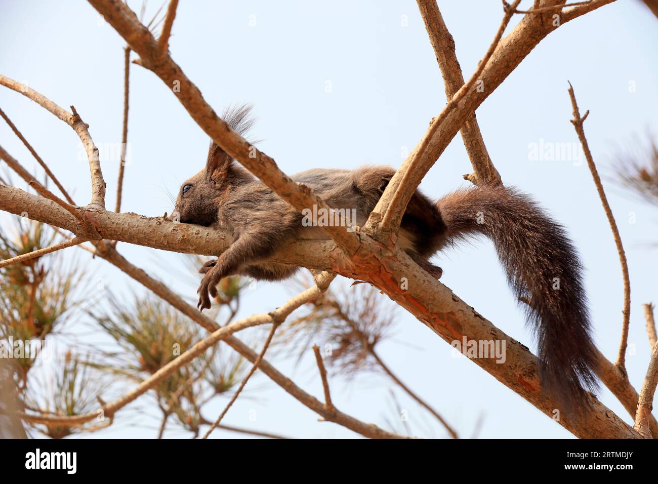 Squirrels of china hi-res stock photography and images - Alamy