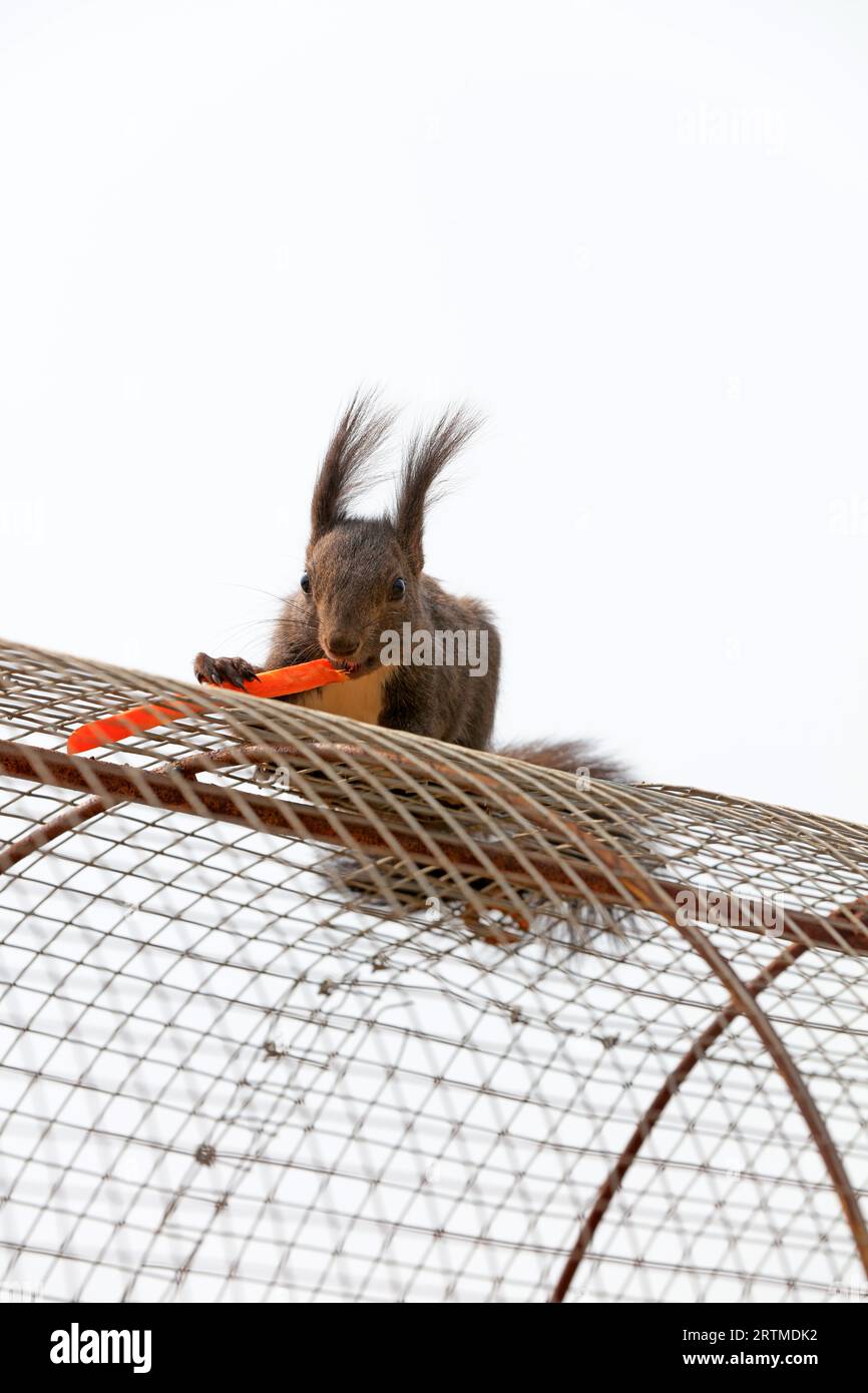 Squirrels of china hi-res stock photography and images - Alamy