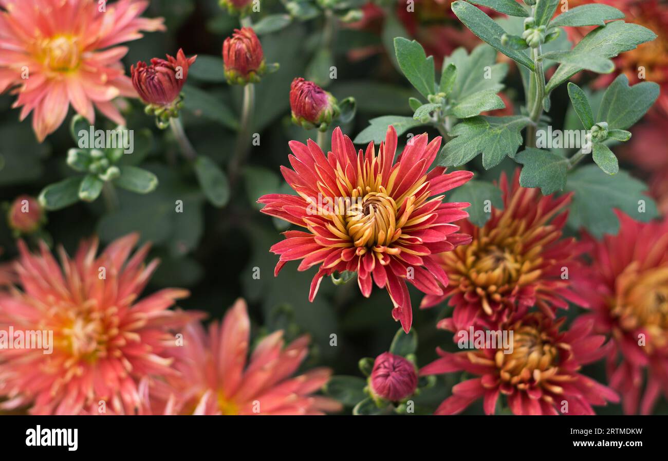 Brown chrysanthemum flowers hi-res stock photography and images - Alamy