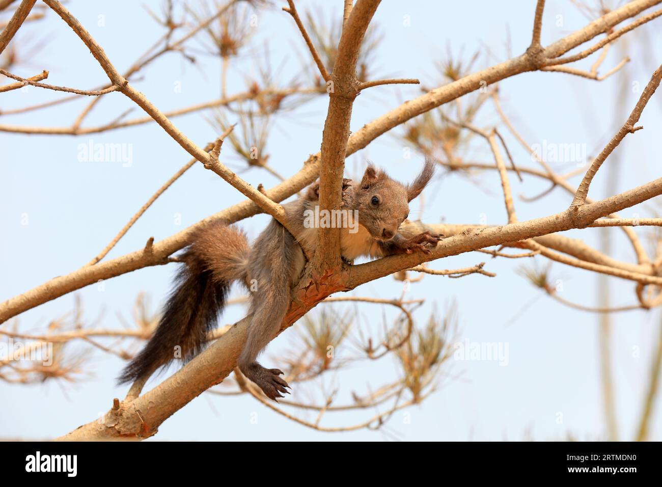 Squirrels of china hi-res stock photography and images - Alamy