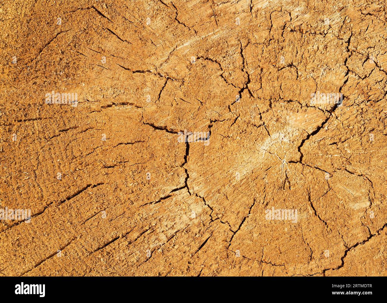 Timber board cross section pine hi-res stock photography and images - Alamy