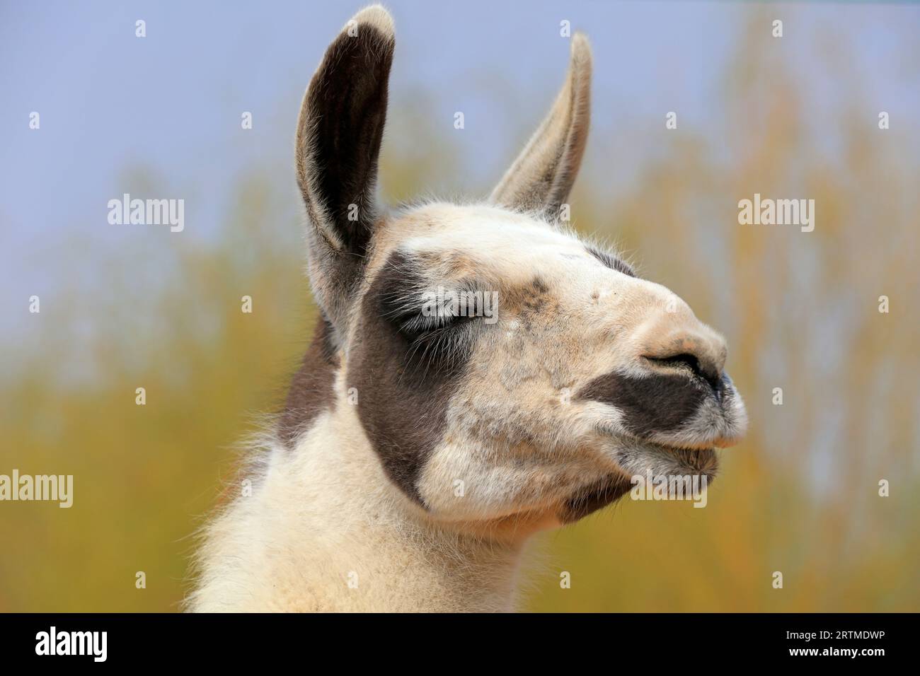 Camel biology hi-res stock photography and images - Alamy