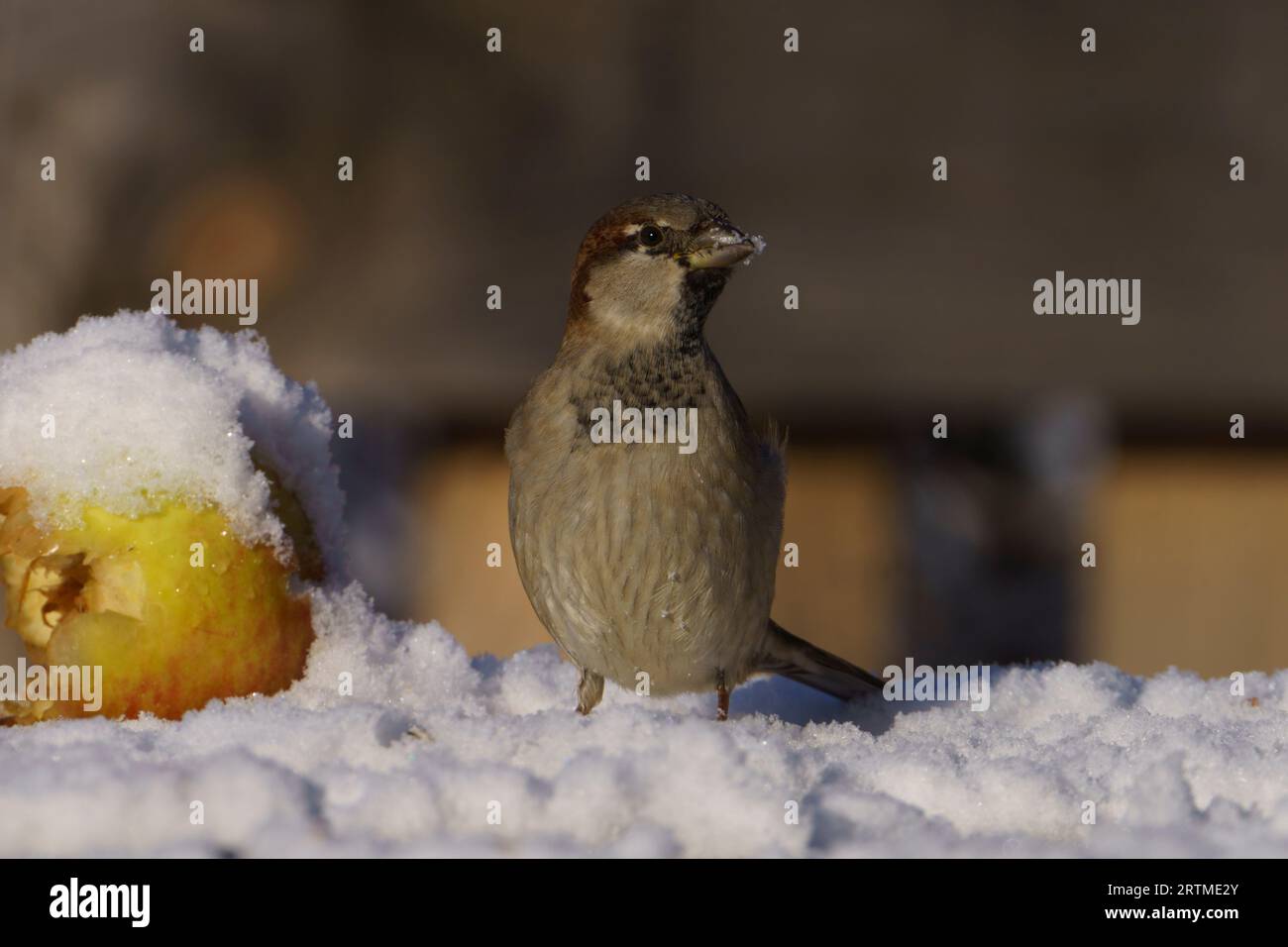Gorgeous Passer domesticus Family Passeridae Genus Passer House sparrow ...