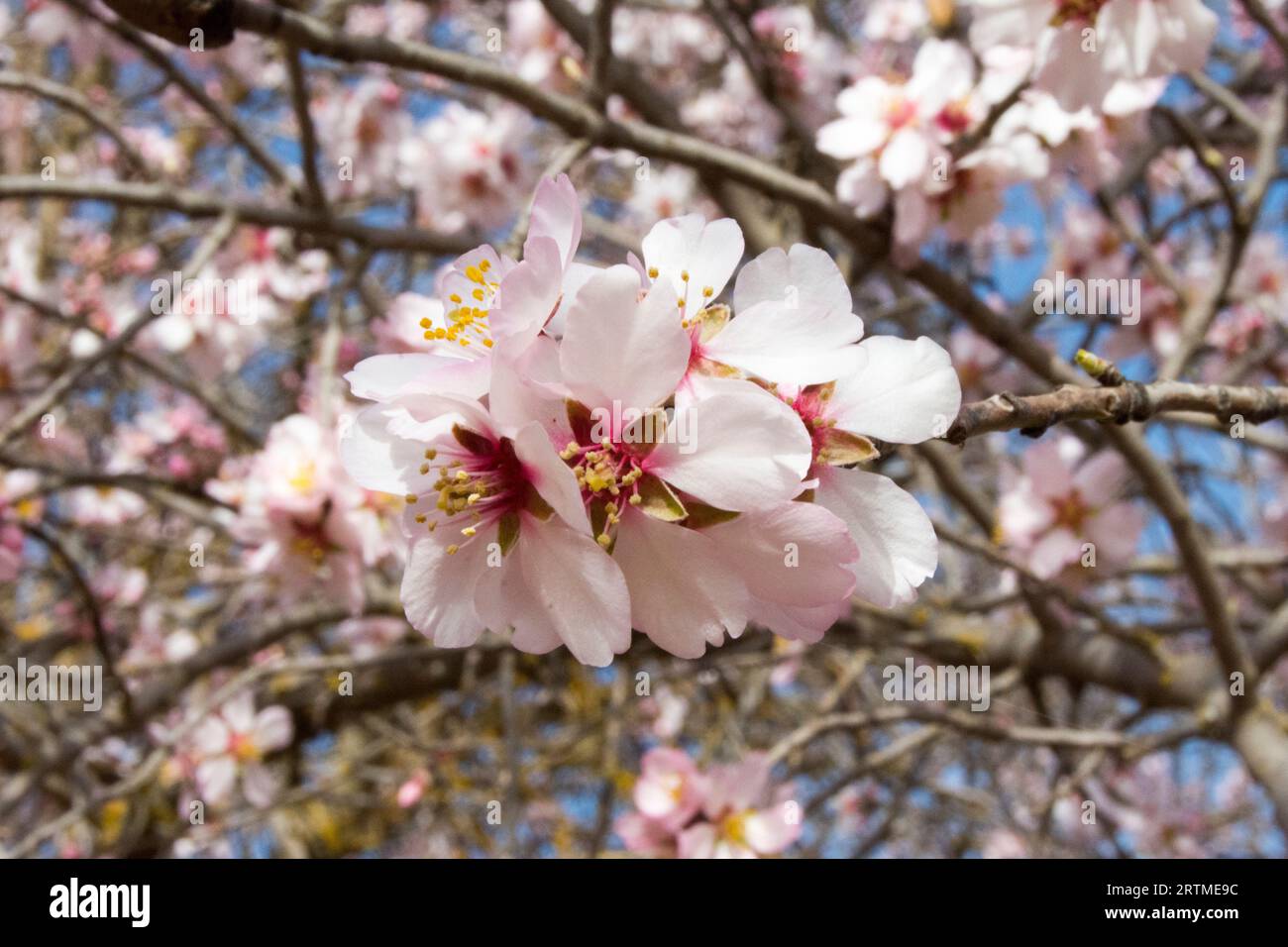 Flores tempranas hi-res stock photography and images - Alamy