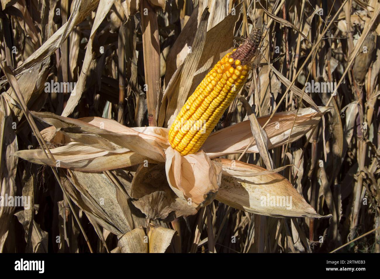 Granos granos granos cereales agricultura hi-res stock photography and ...
