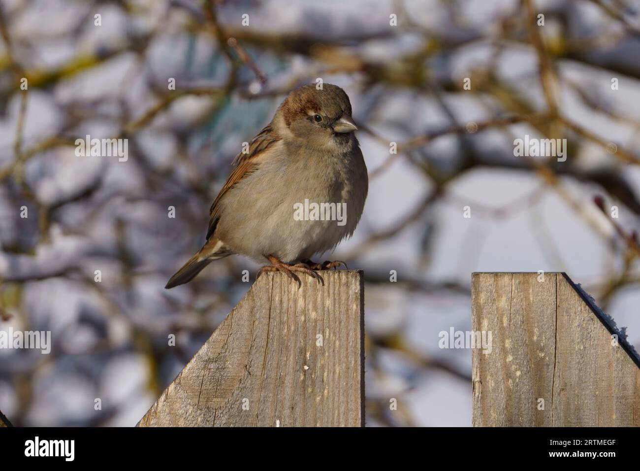 Gorgeous Passer domesticus Family Passeridae Genus Passer House sparrow ...