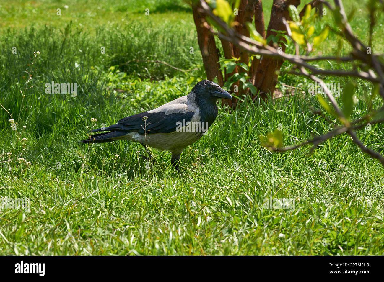 An urban hooded crow traveling, search of food on lawn. Green grass ...