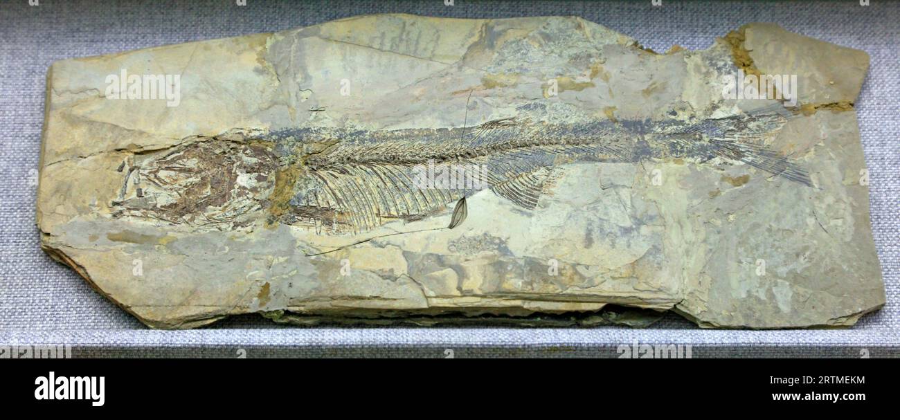 Ancient fish fossils are on a rock Stock Photo - Alamy