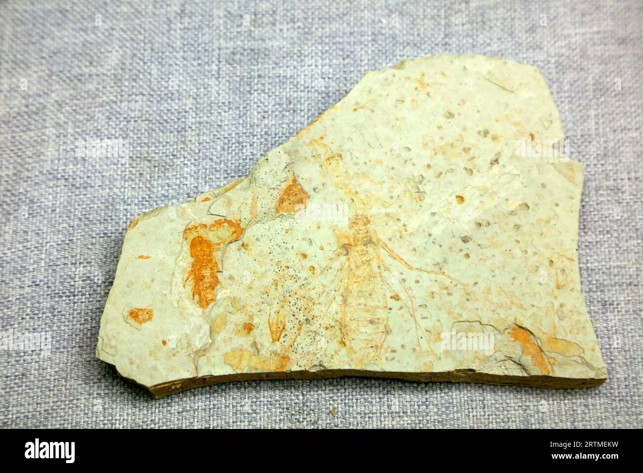 Insect fossils are on a rock Stock Photo - Alamy