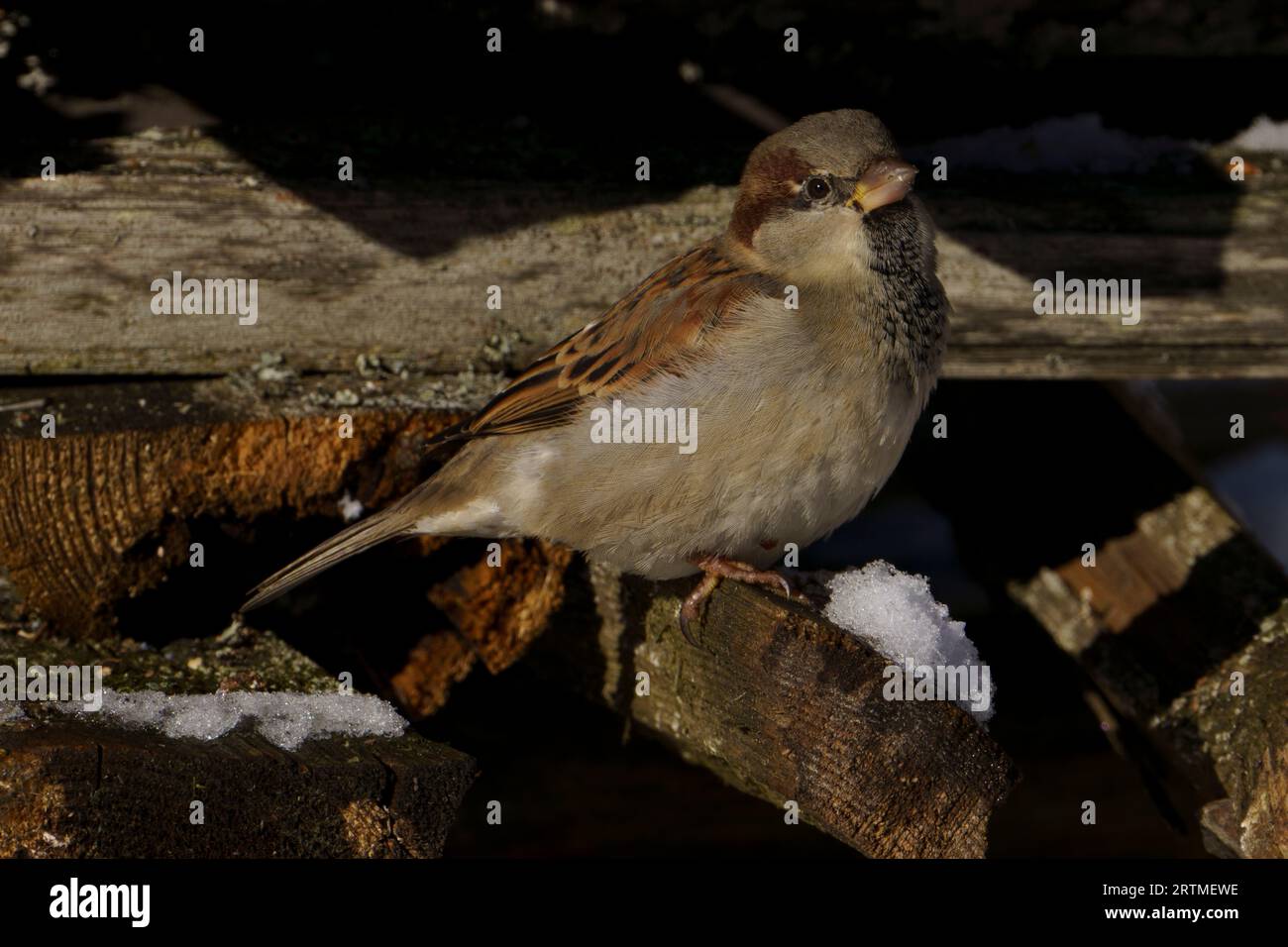 Gorgeous Passer domesticus Family Passeridae Genus Passer House sparrow ...