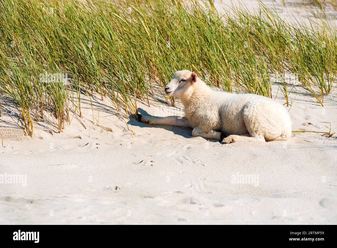 Summer scenery with a lamb sitting on the hot sand on the Sylt island ...