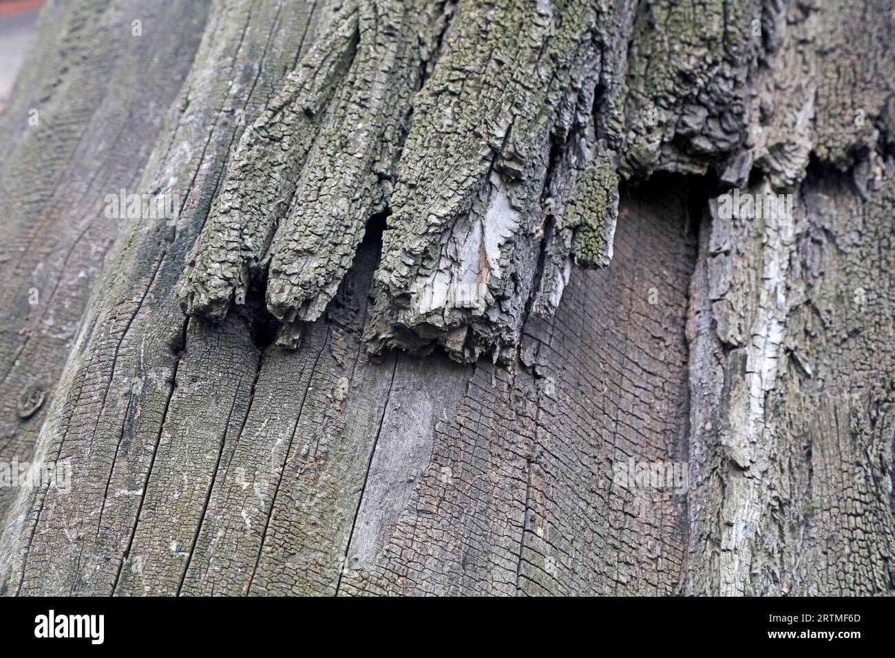 Old tree wood wrinkles hi-res stock photography and images - Alamy