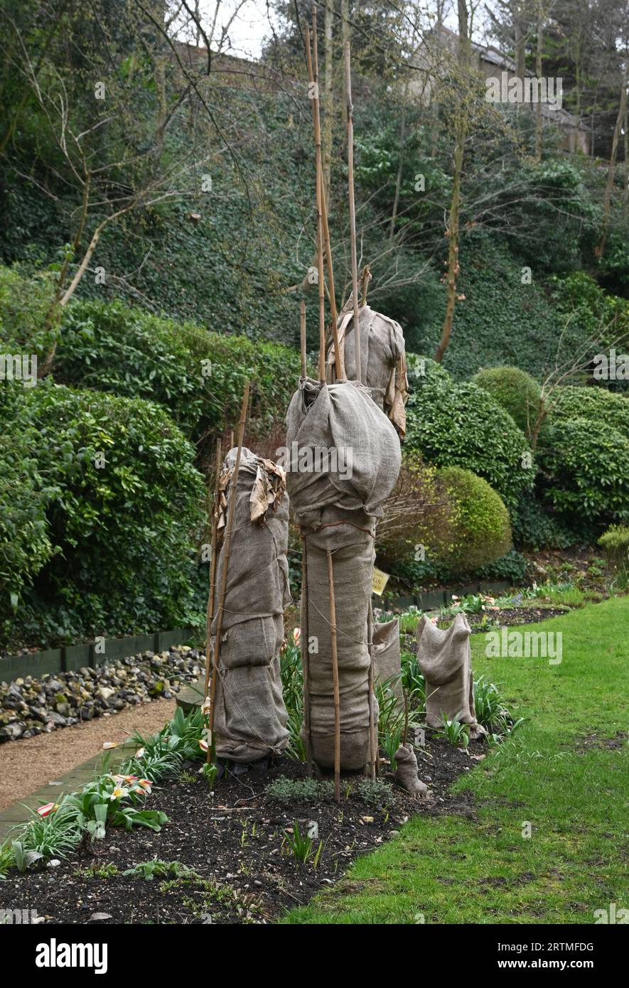 palm trees wrapped for winter, the plantation garden, norwich Stock ...