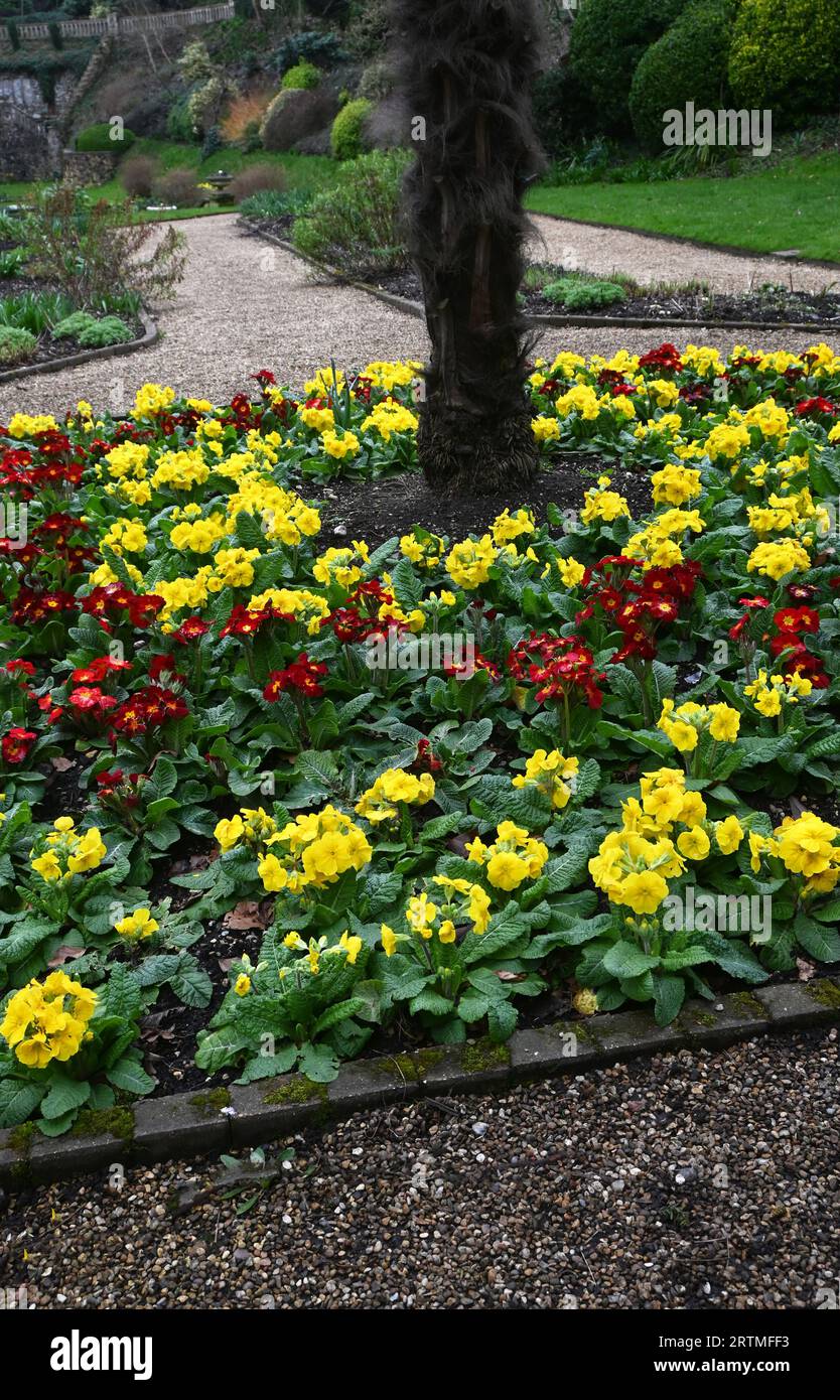 palm tree and primroses, he plantation garden norwich Stock Photo - Alamy