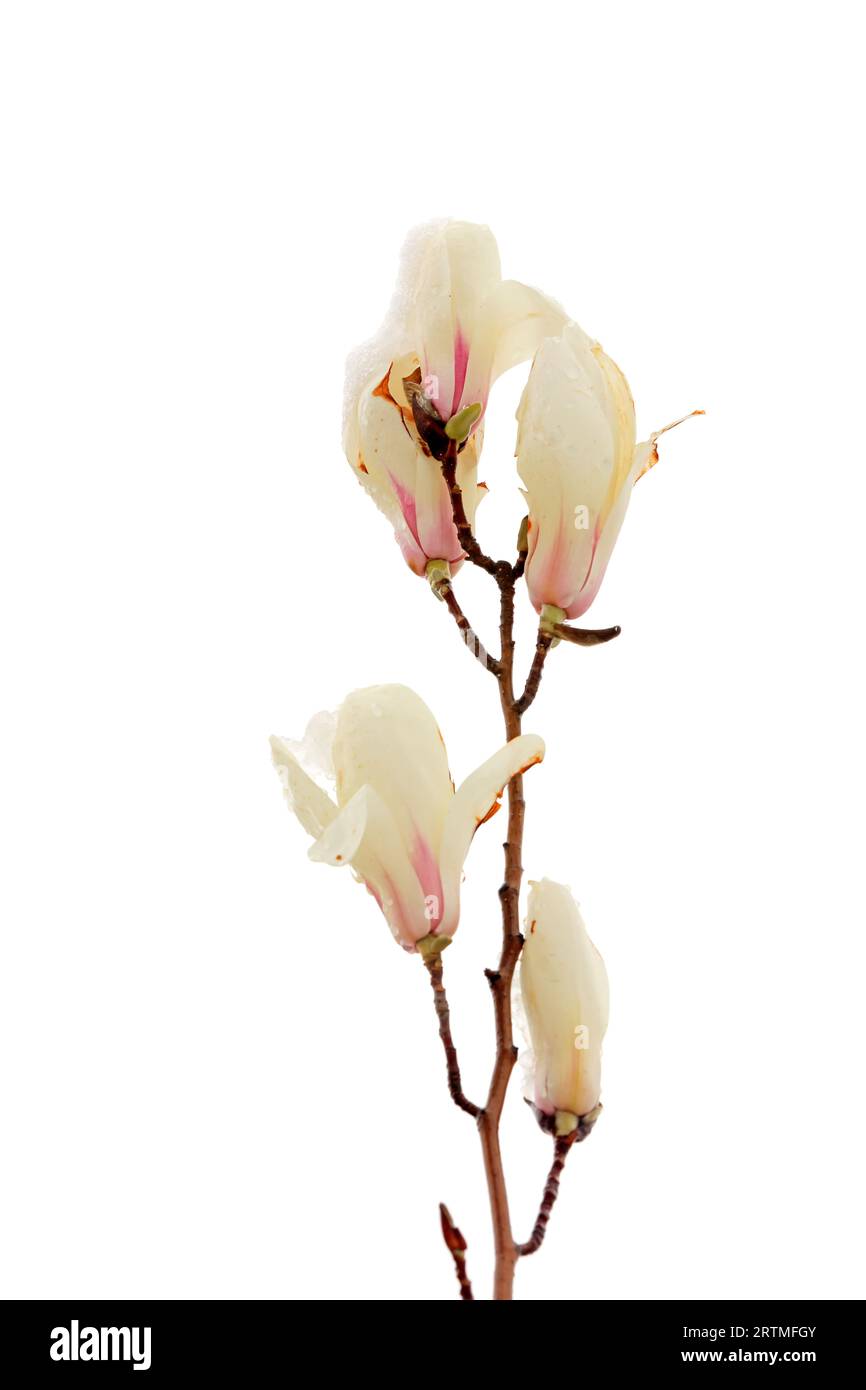 Magnolia flower Covered with ice and snow Stock Photo - Alamy