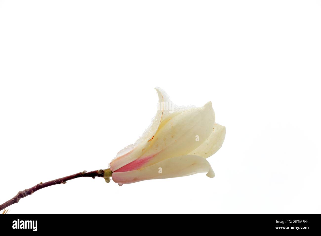 Magnolia flower Covered with ice and snow Stock Photo - Alamy