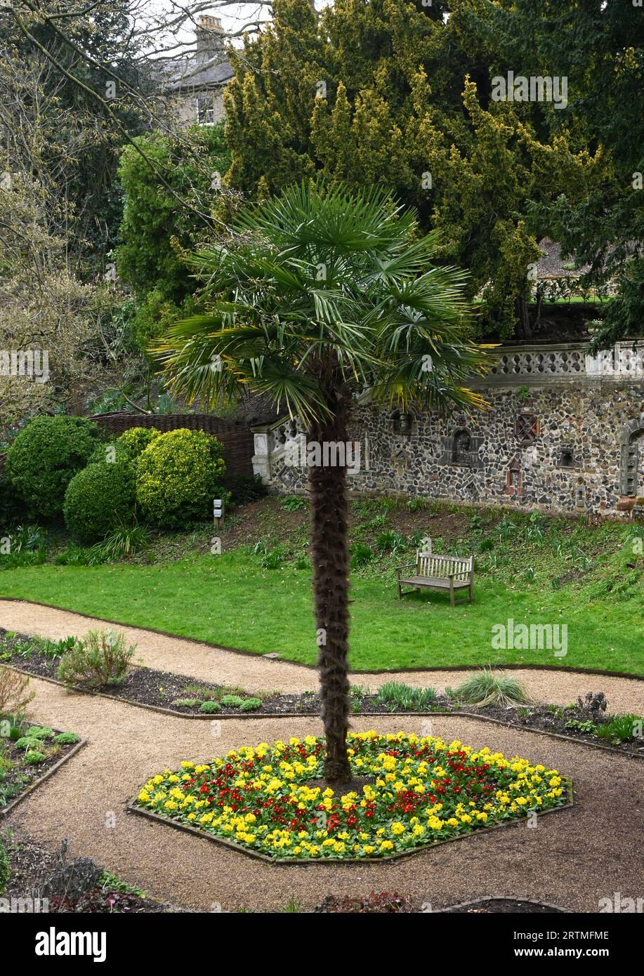 palm tree and primroses, he plantation garden norwich Stock Photo - Alamy