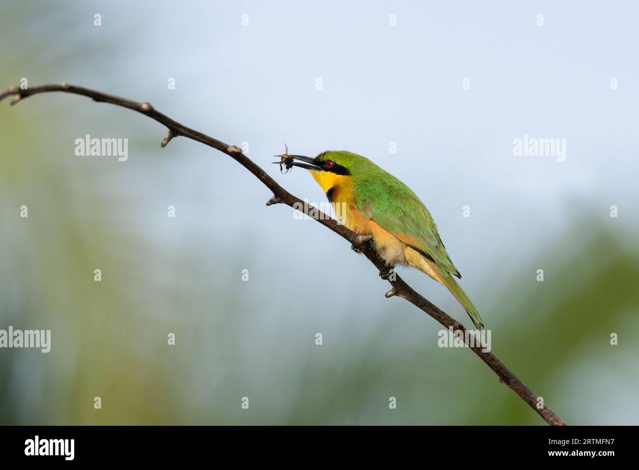 Little black creek hi-res stock photography and images - Alamy