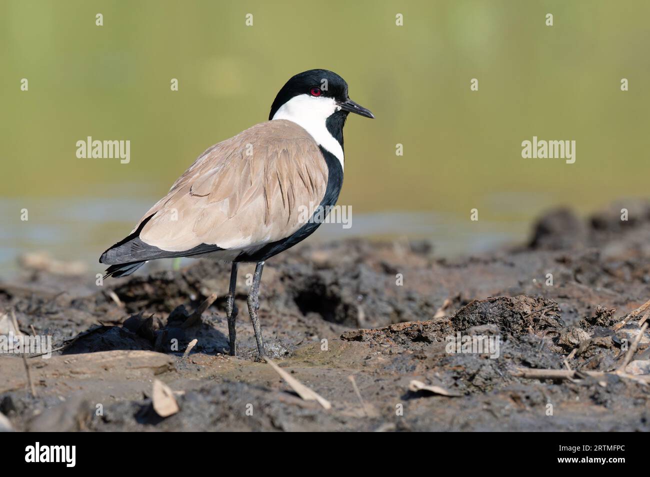 Spur-winged Plover - Marakissa River, Gambia Stock Photo - Alamy