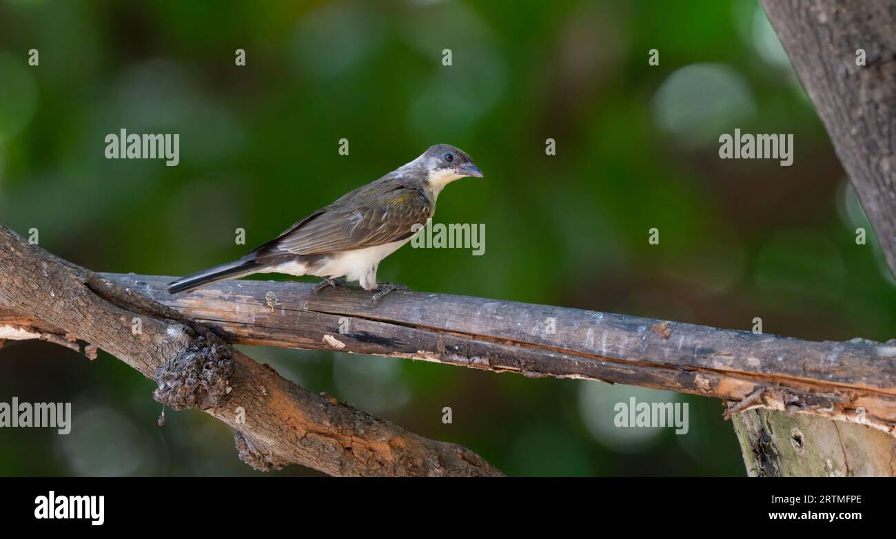Greater Honeyguide - Brufut Woods, Gambia Stock Photo - Alamy
