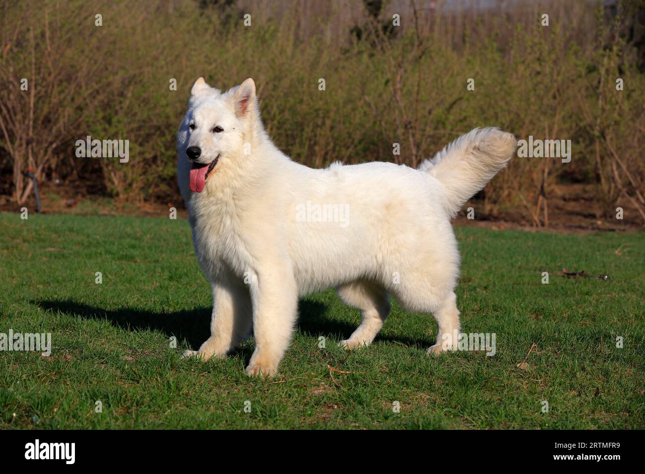 White German Shepherd Stock Photo - Alamy