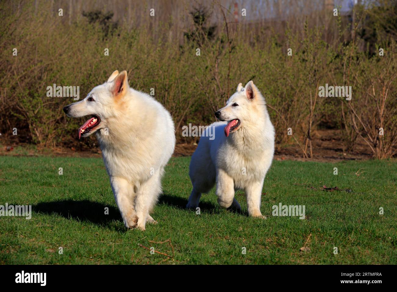 White German Shepherd Stock Photo - Alamy