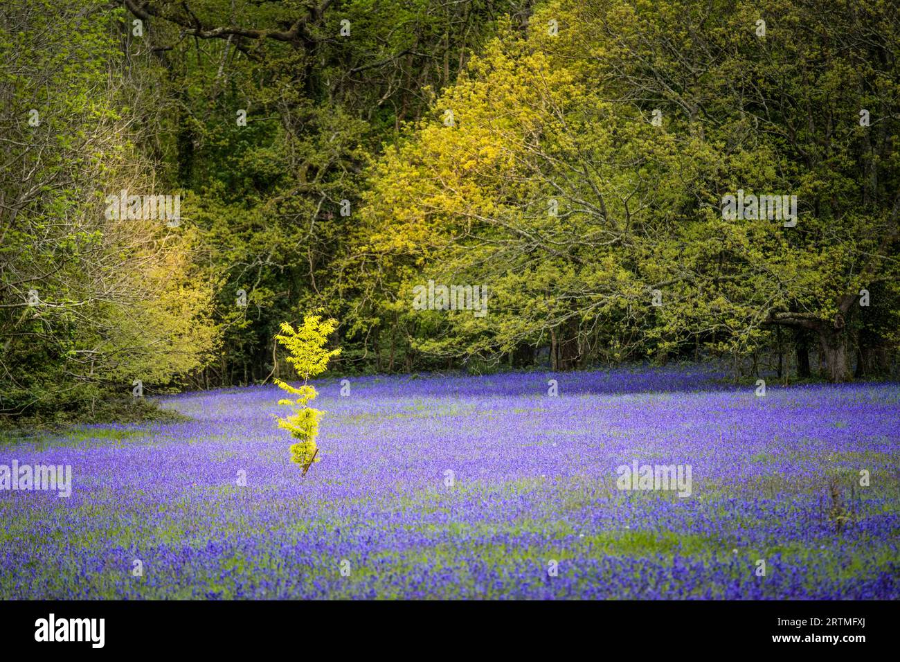 A field of Common English Bluebells Hyacinthoides non-scripta in the ...