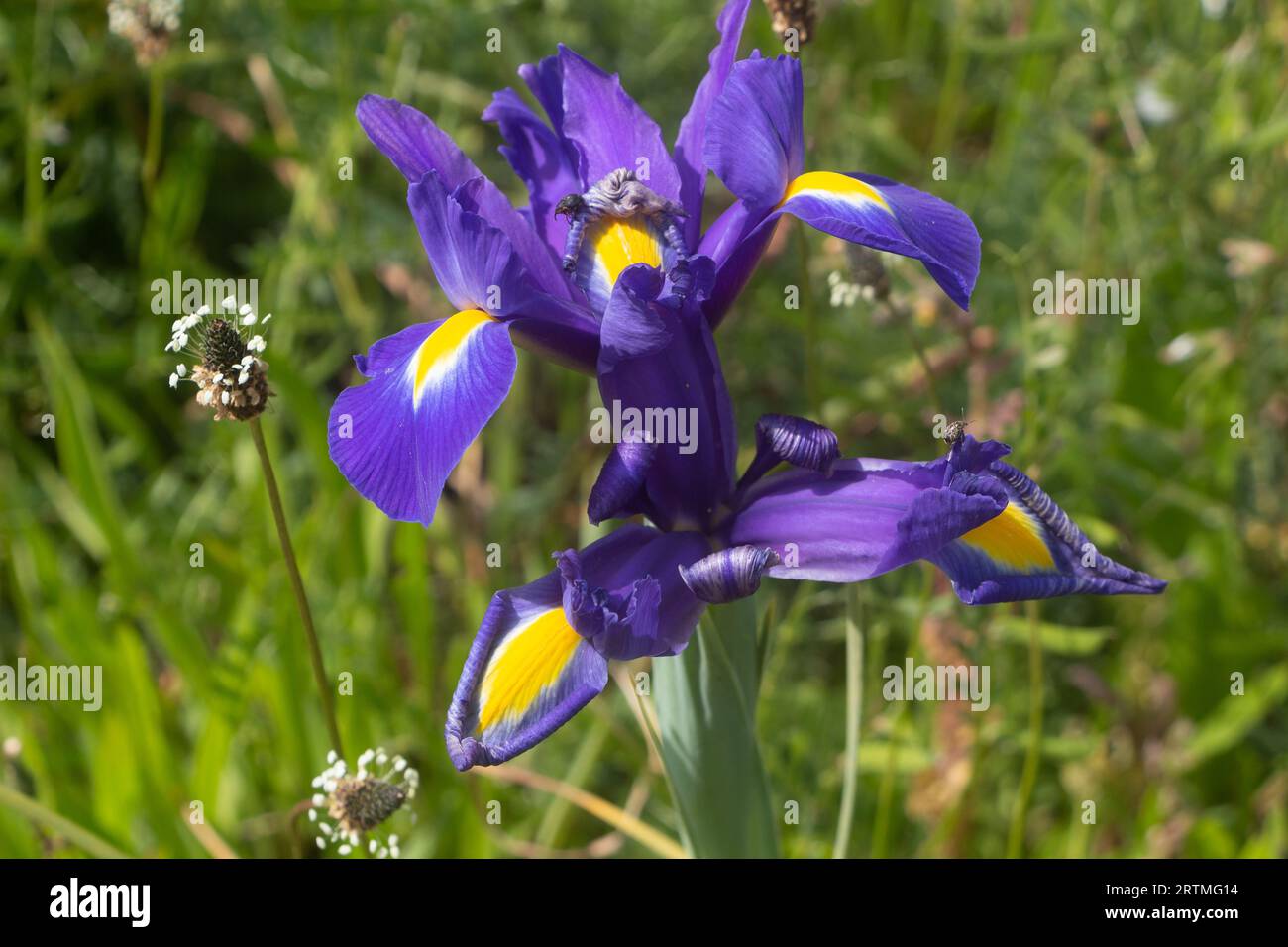 Purple iris flowers in a garden during spring Stock Photo - Alamy