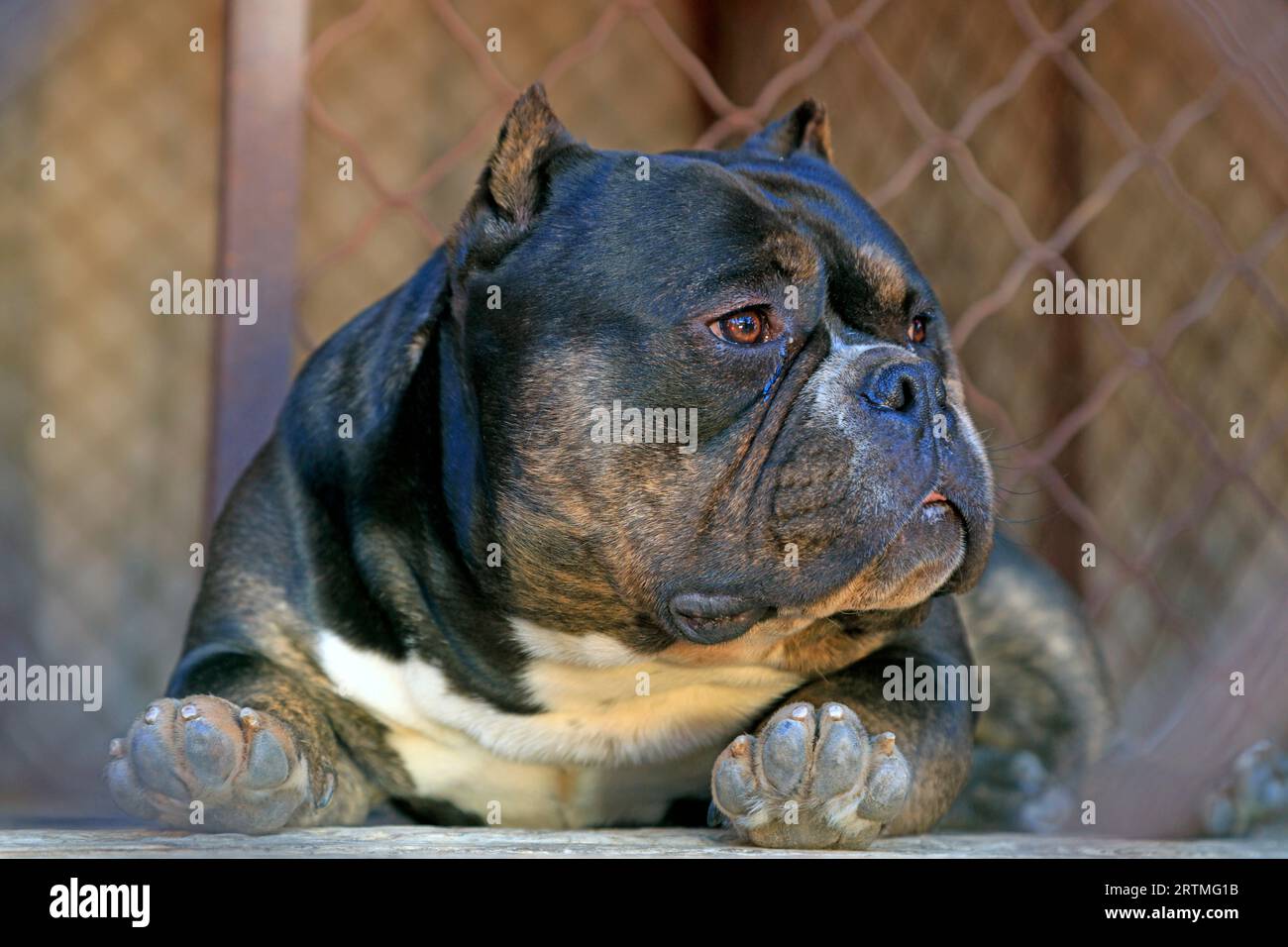 bully pitbull Close-up photos Stock Photo - Alamy