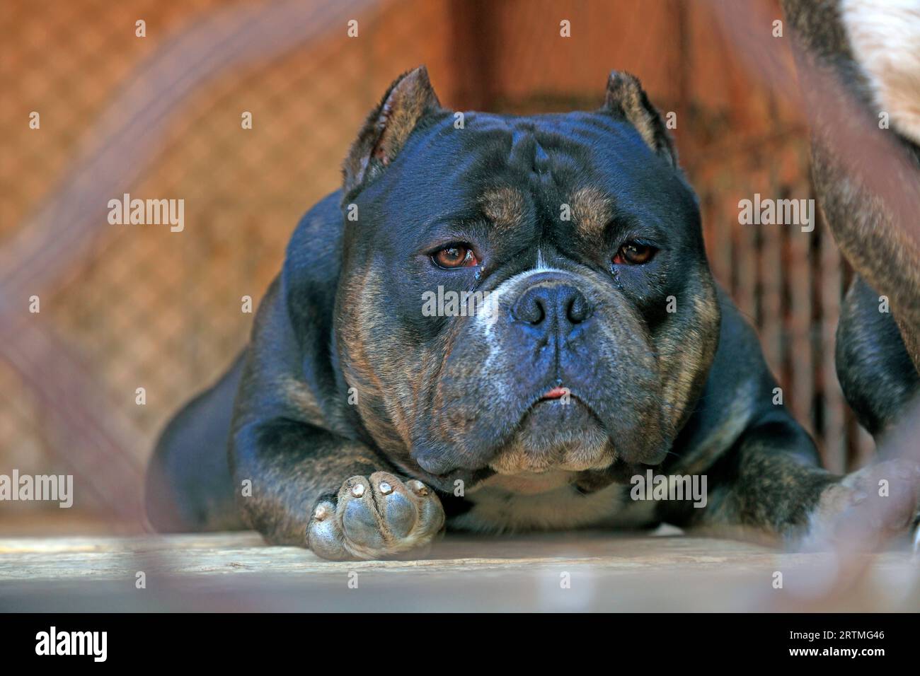 Pitbull gentle hi-res stock photography and images - Alamy
