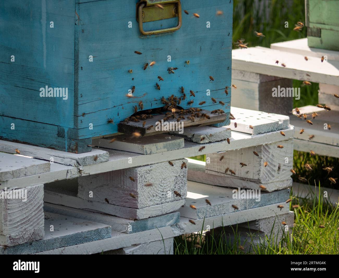 Honey bees flying into wooden beehives Stock Photo - Alamy