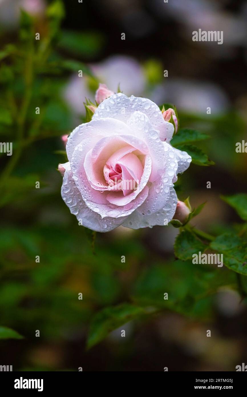 Special Child rose growing in a garden in Newquay in Cornwall in the UK ...