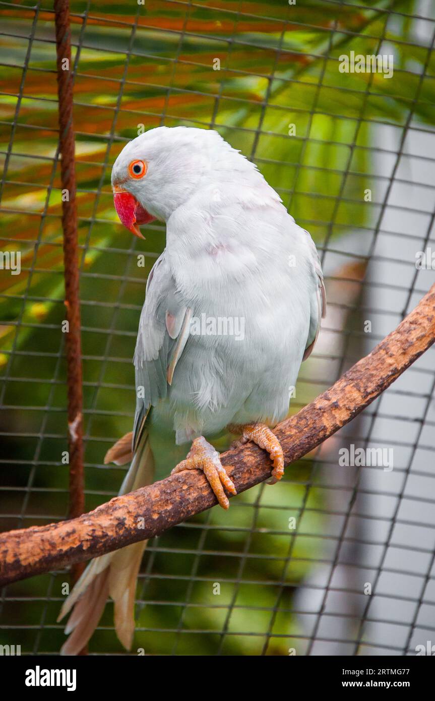 Indian parrot hi-res stock photography and images - Alamy