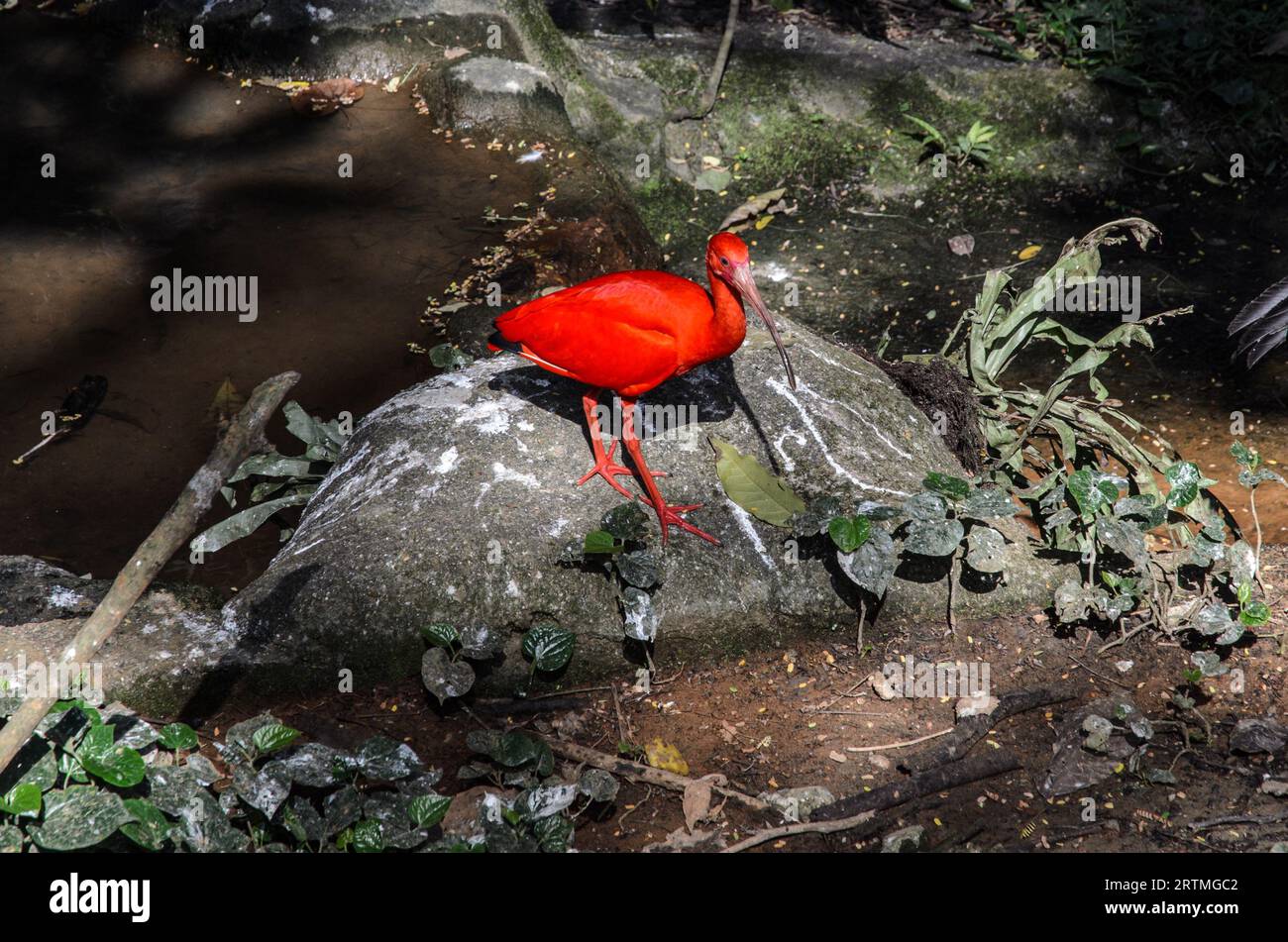 Scarlet ibis in the wild Stock Photo - Alamy
