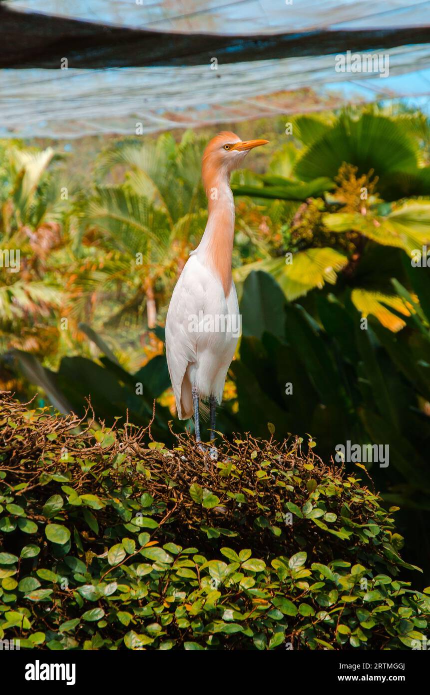 Aigrette hi-res stock photography and images - Alamy