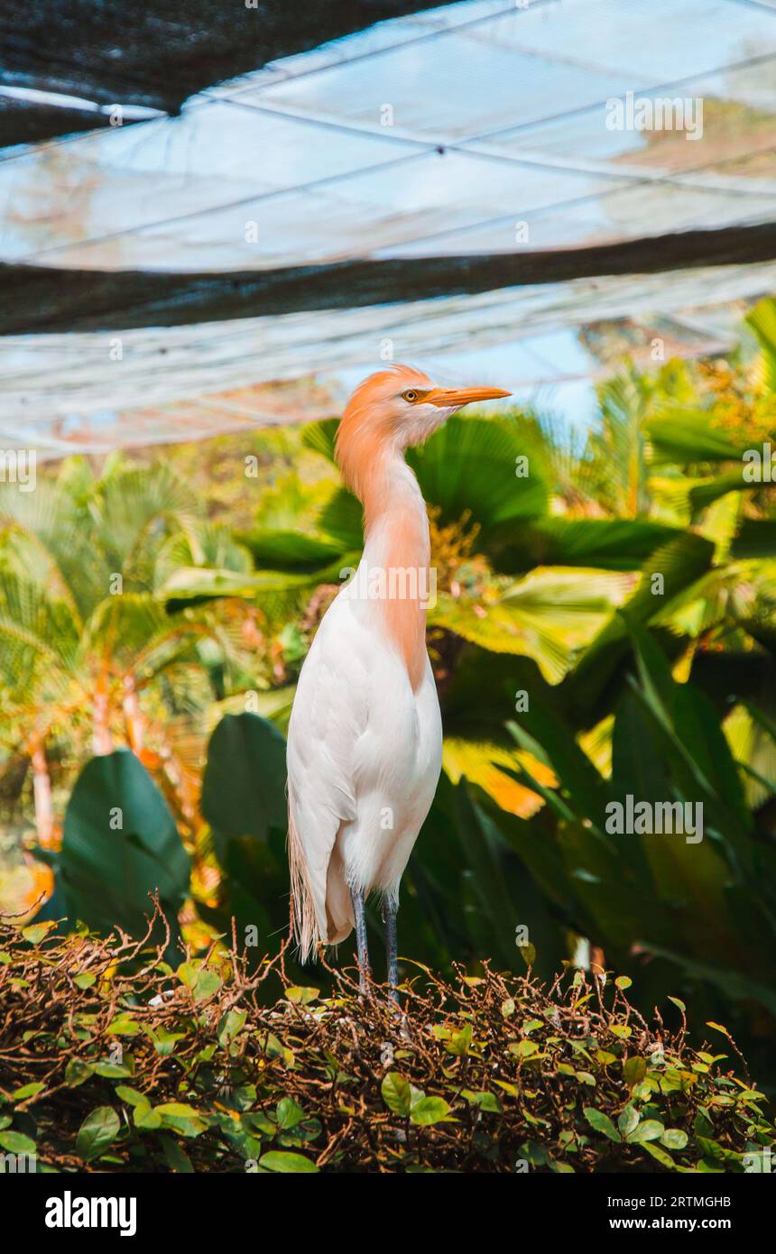 Aigrette hi-res stock photography and images - Alamy