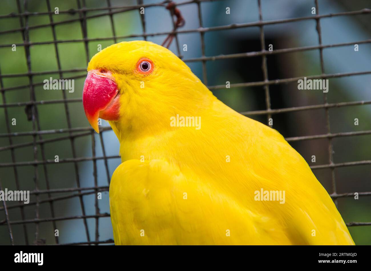 Head portrait of a yellow parrot with a red beak (Indian ring-neck ...